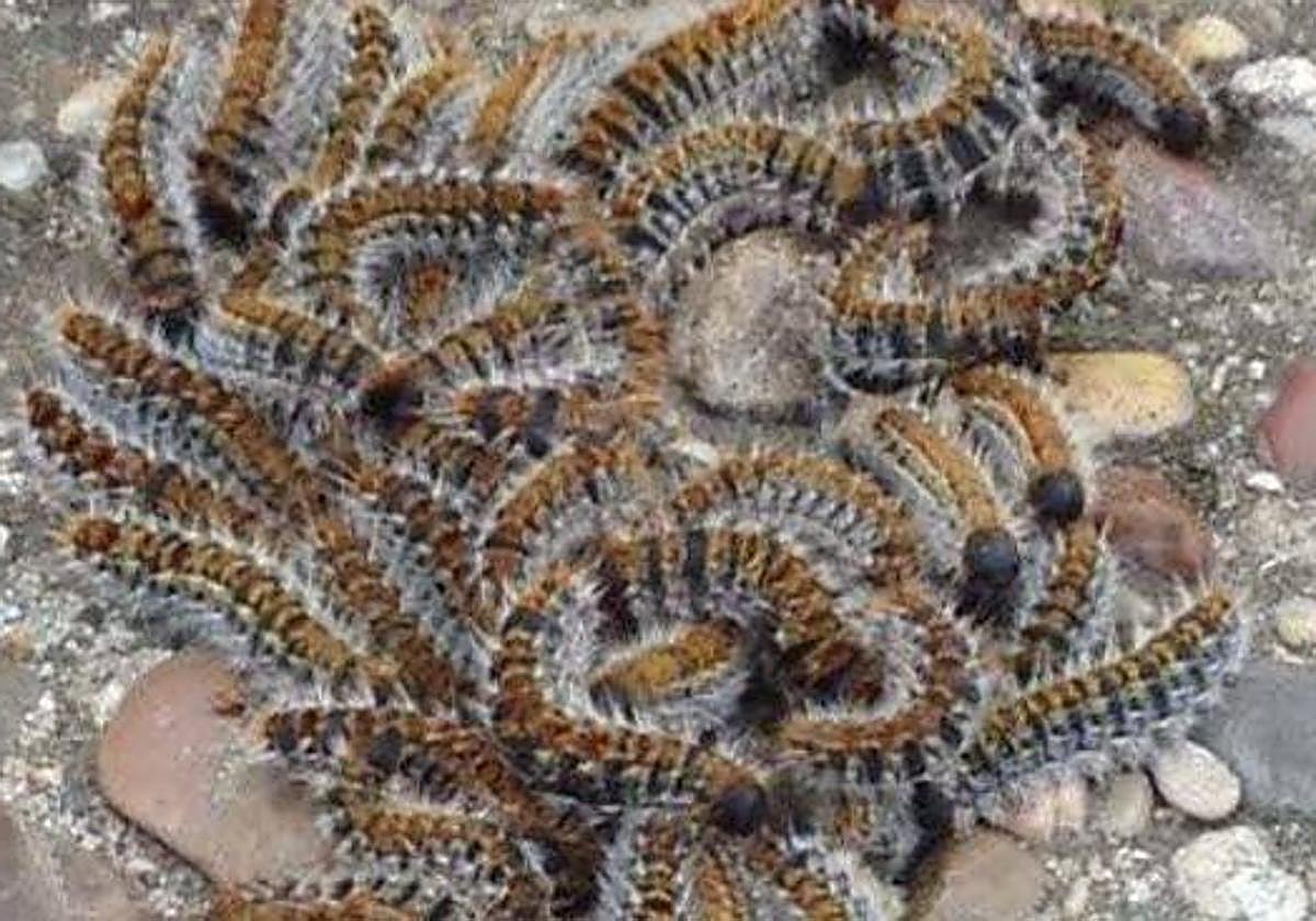 Seis síntomas que indican que tu perro se ha intoxicado con una oruga procesionaria | El Norte ...